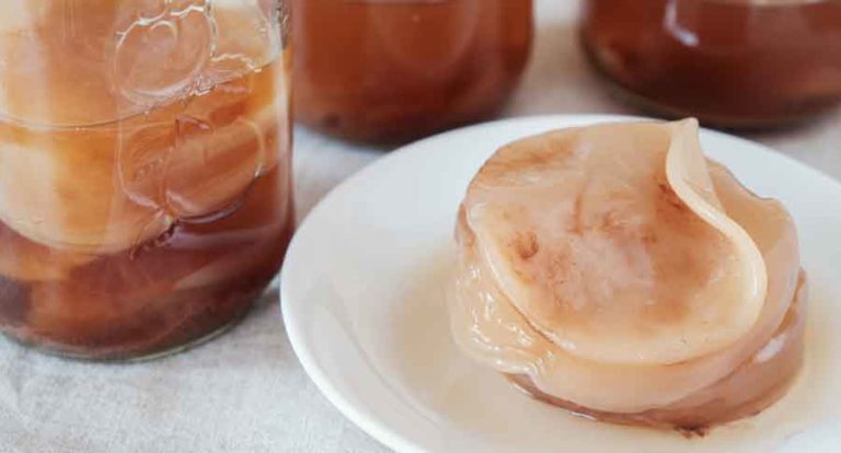 La kombucha, la nouvelle boisson qui fait le buzz ! - BIO CONSEIL